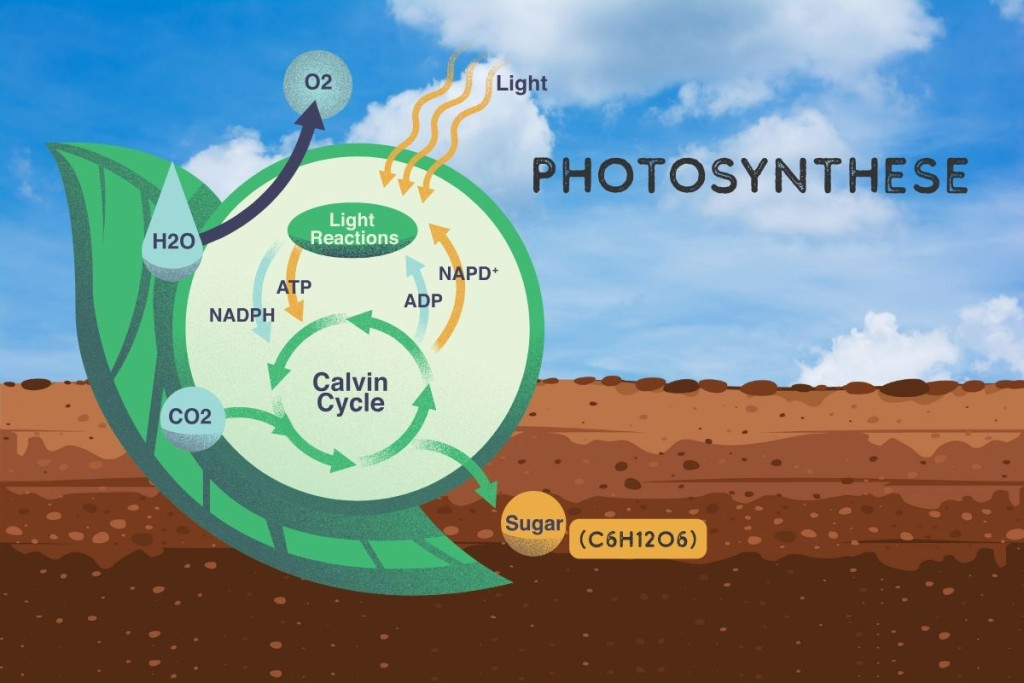 The CO₂ Cycle Across Earth’s Spheres